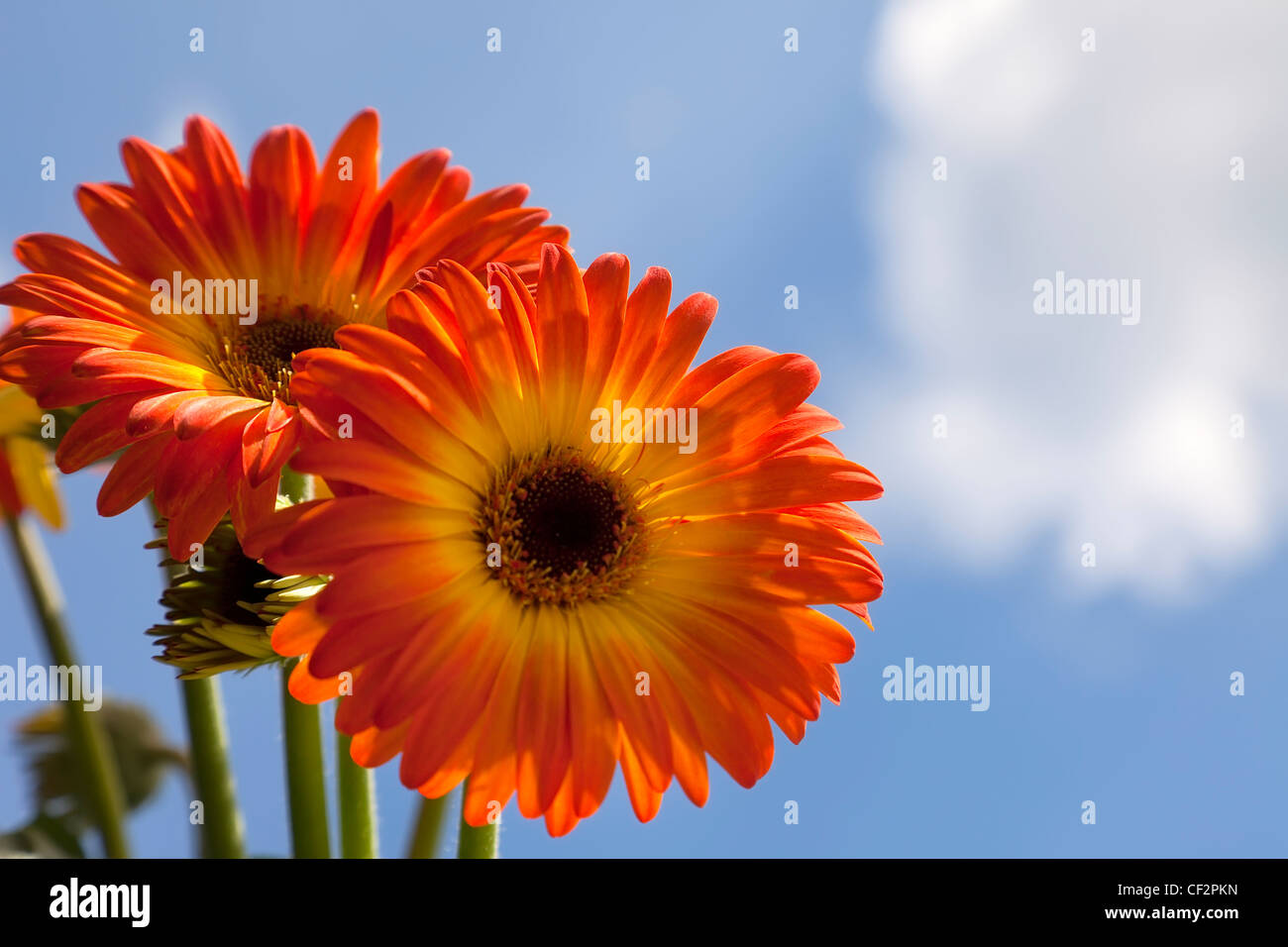 Close Up of Vibrant Gerber Daisy Flowers Stock Photo - Alamy