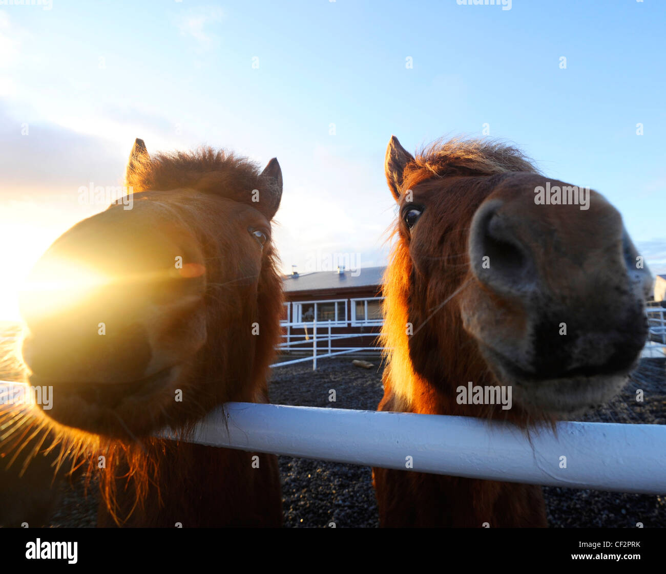 Two horses looking over fence at photographer Stock Photo - Alamy