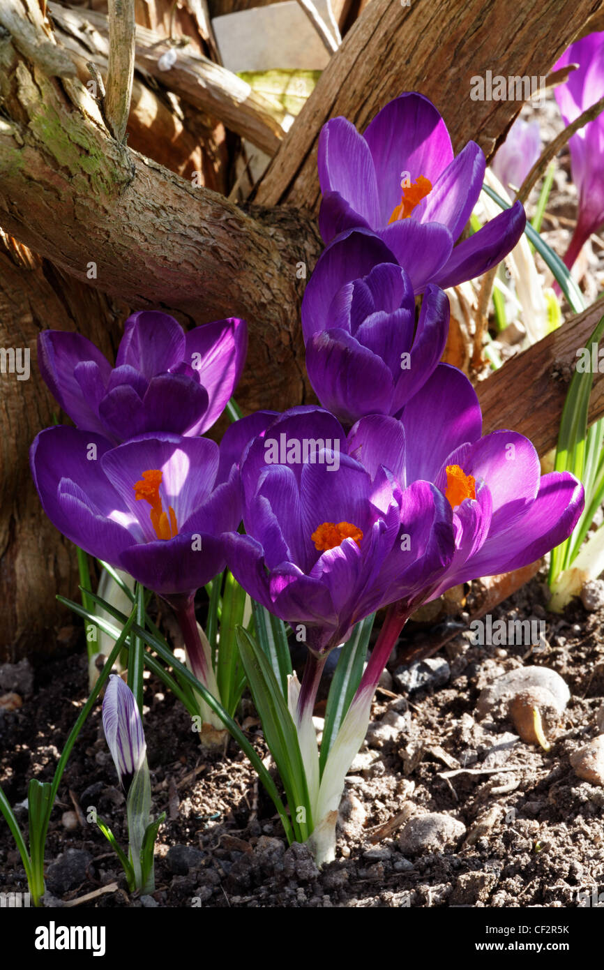 Spring Stock Photos & Images from Alamy