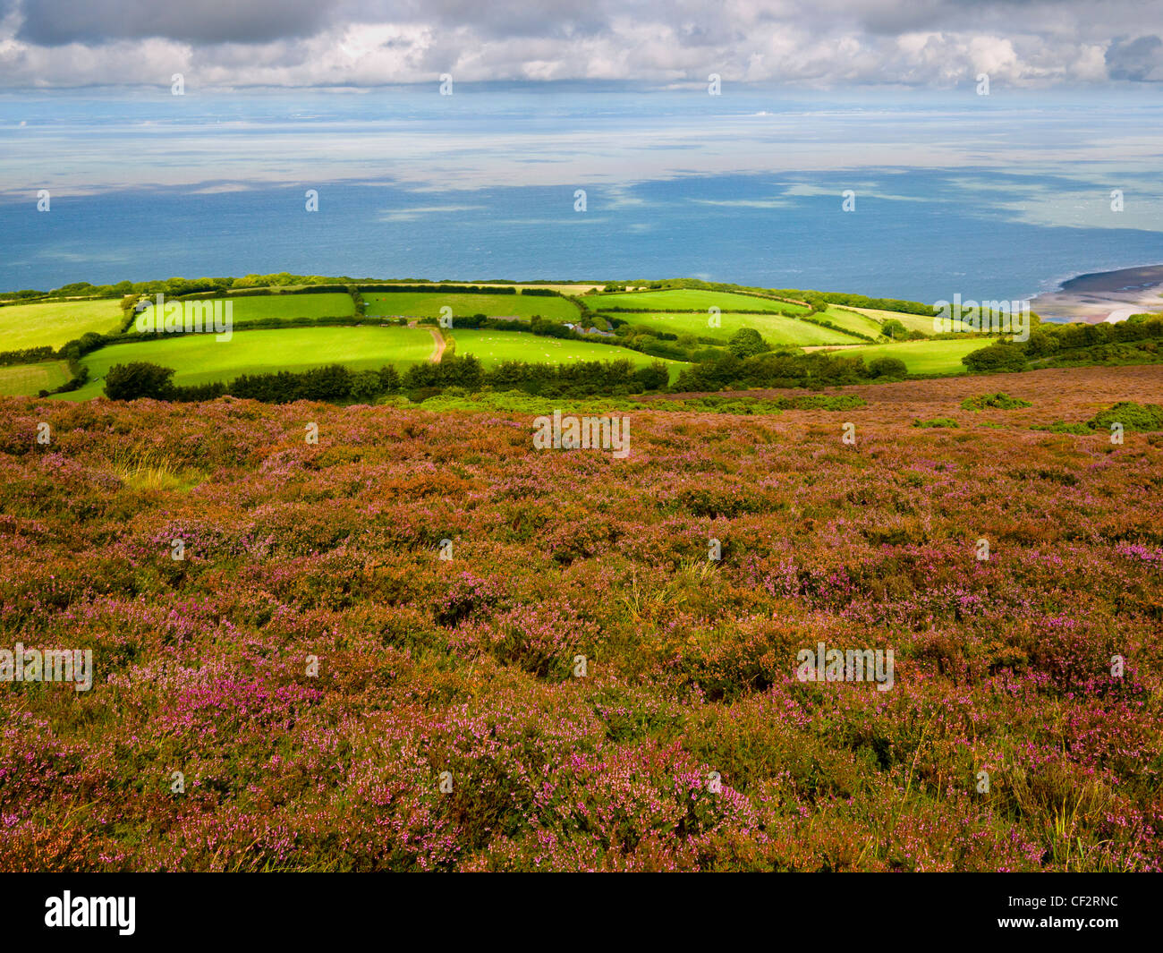 Exmoor Heather Stock Photos & Exmoor Heather Stock Images - Alamy