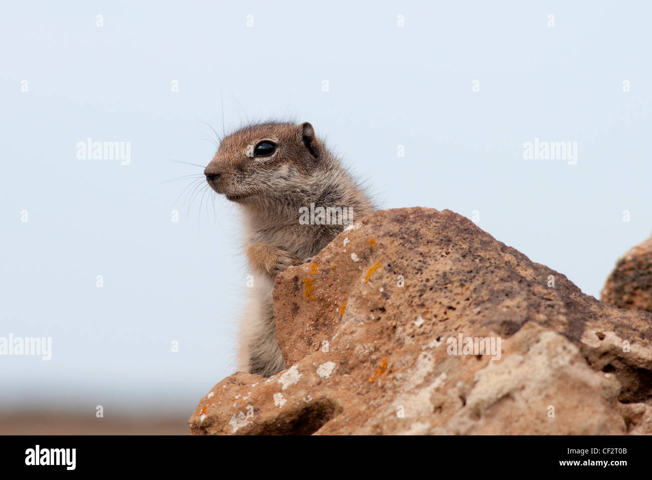 Chipmunk claws hi-res stock photography and images - Alamy
