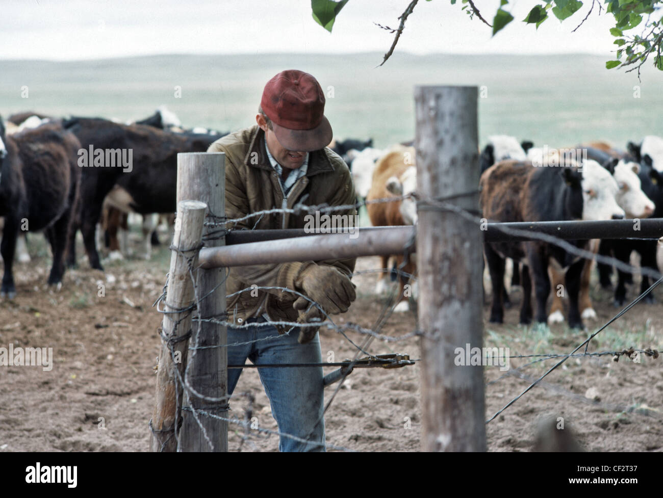 Farmer fixing a fence hi-res stock photography and images - Alamy