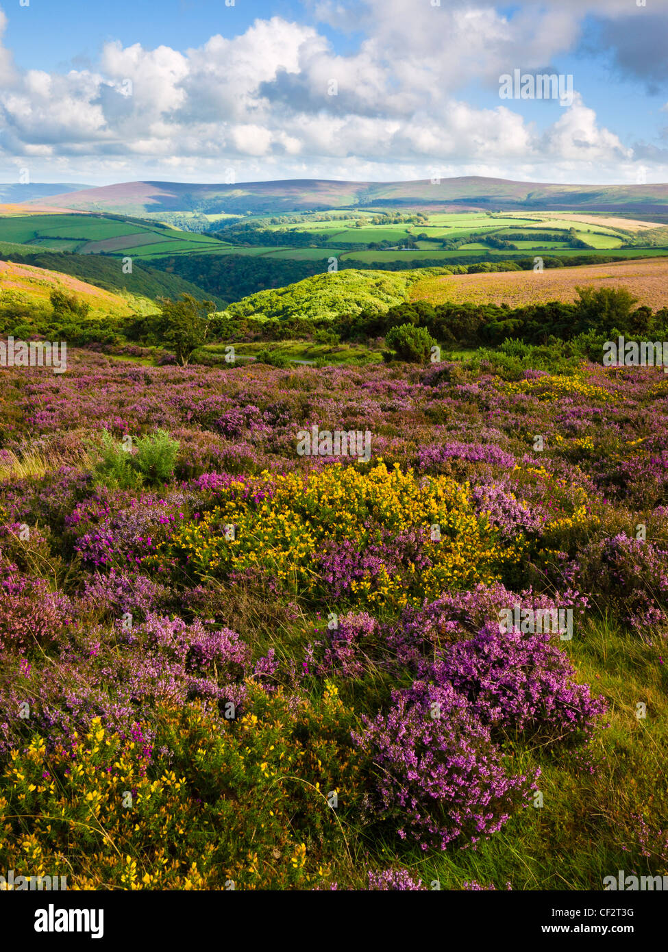 Late summer heather and Gorse on Porlock Common in Exmoor National Park ...