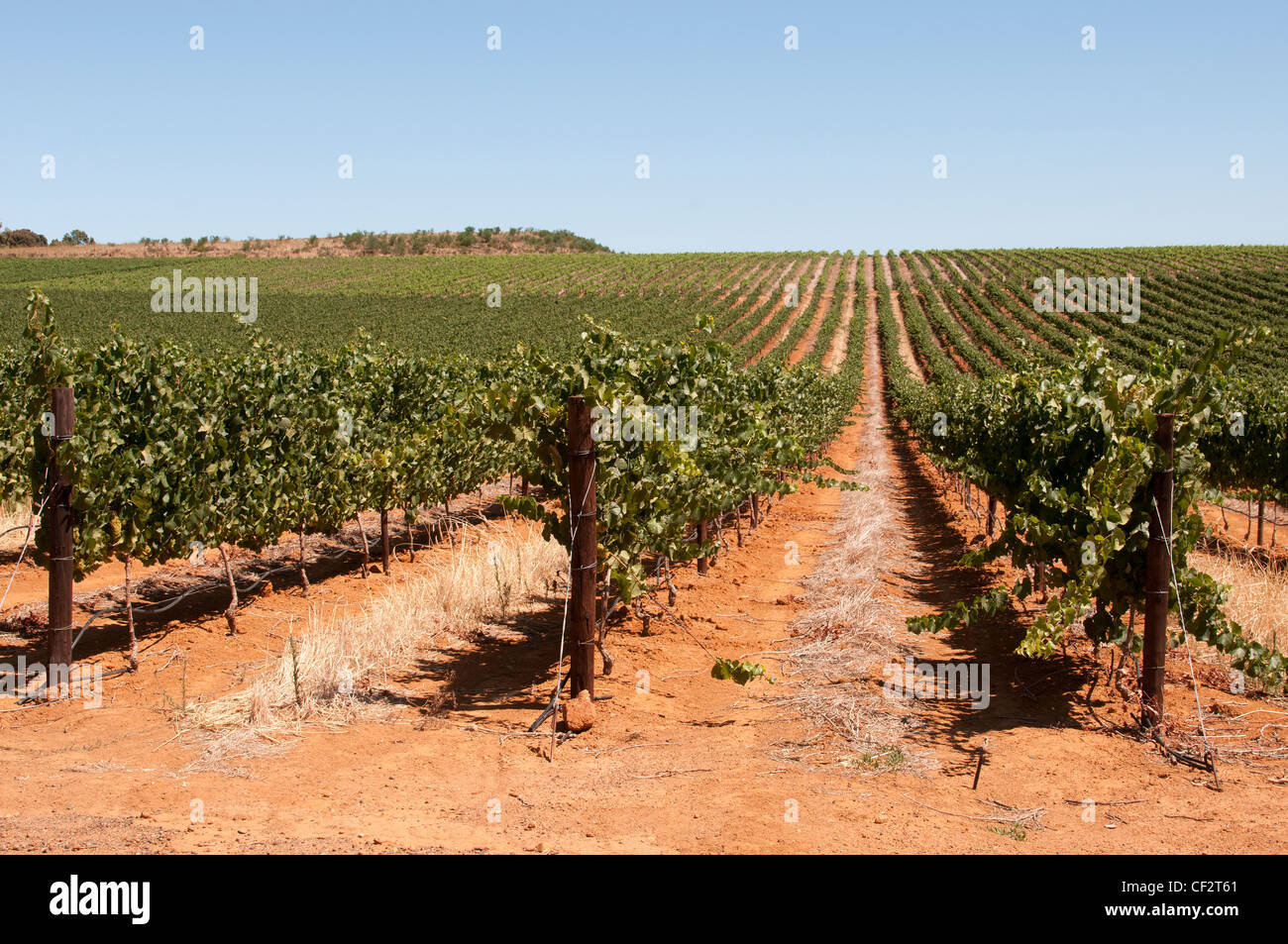 Vines growing in the sandy soil of the Western Cape South Africa Stock ...
