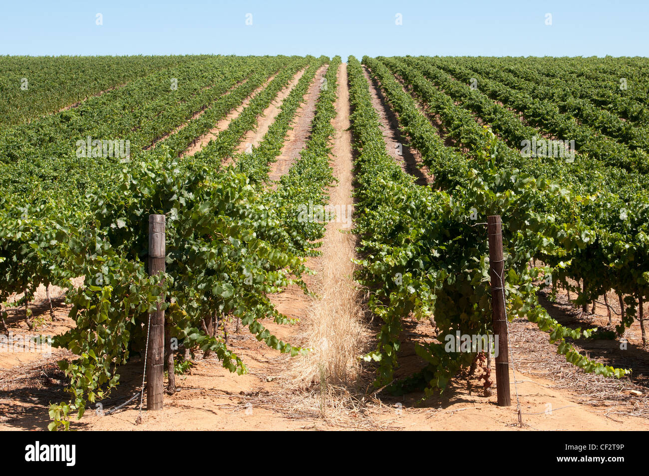 Vines growing in the sandy soil of the Western Cape South Africa Stock ...