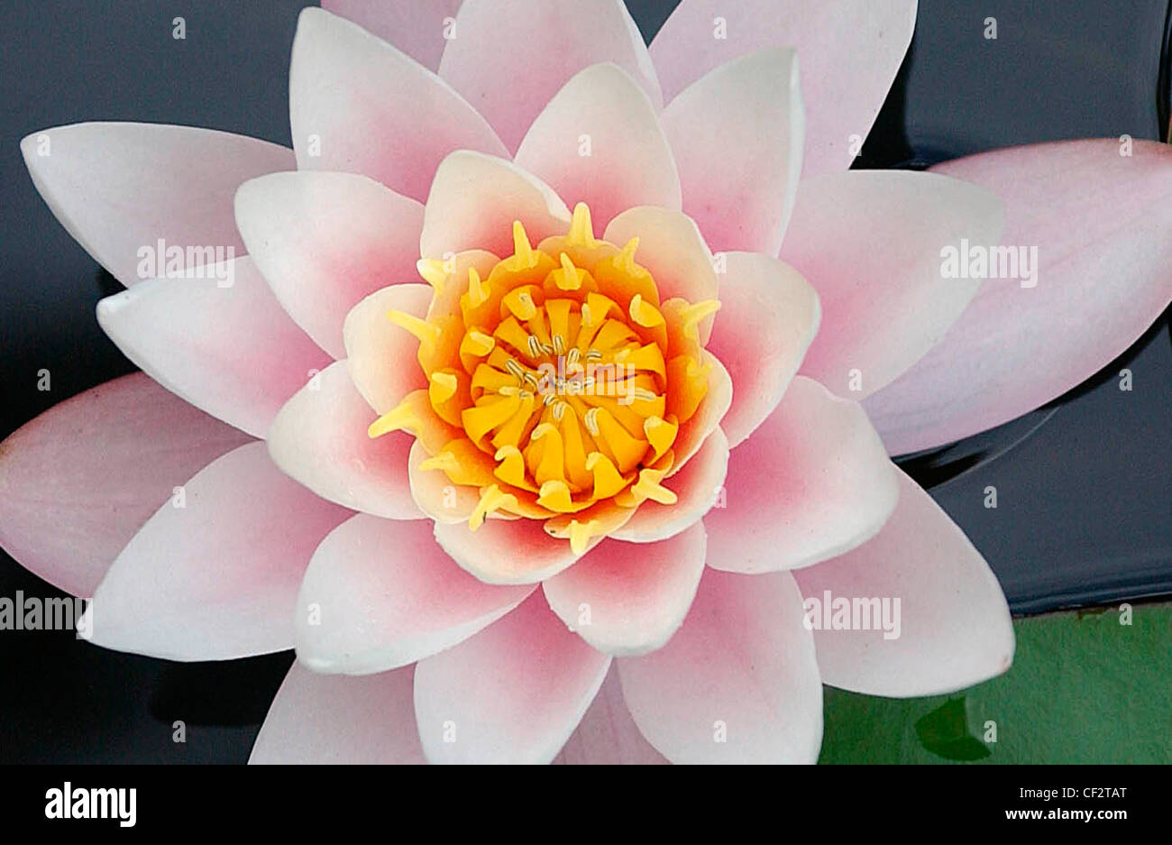 Close up of pale pink water lily with yellow centre, on water - CAMERA ...