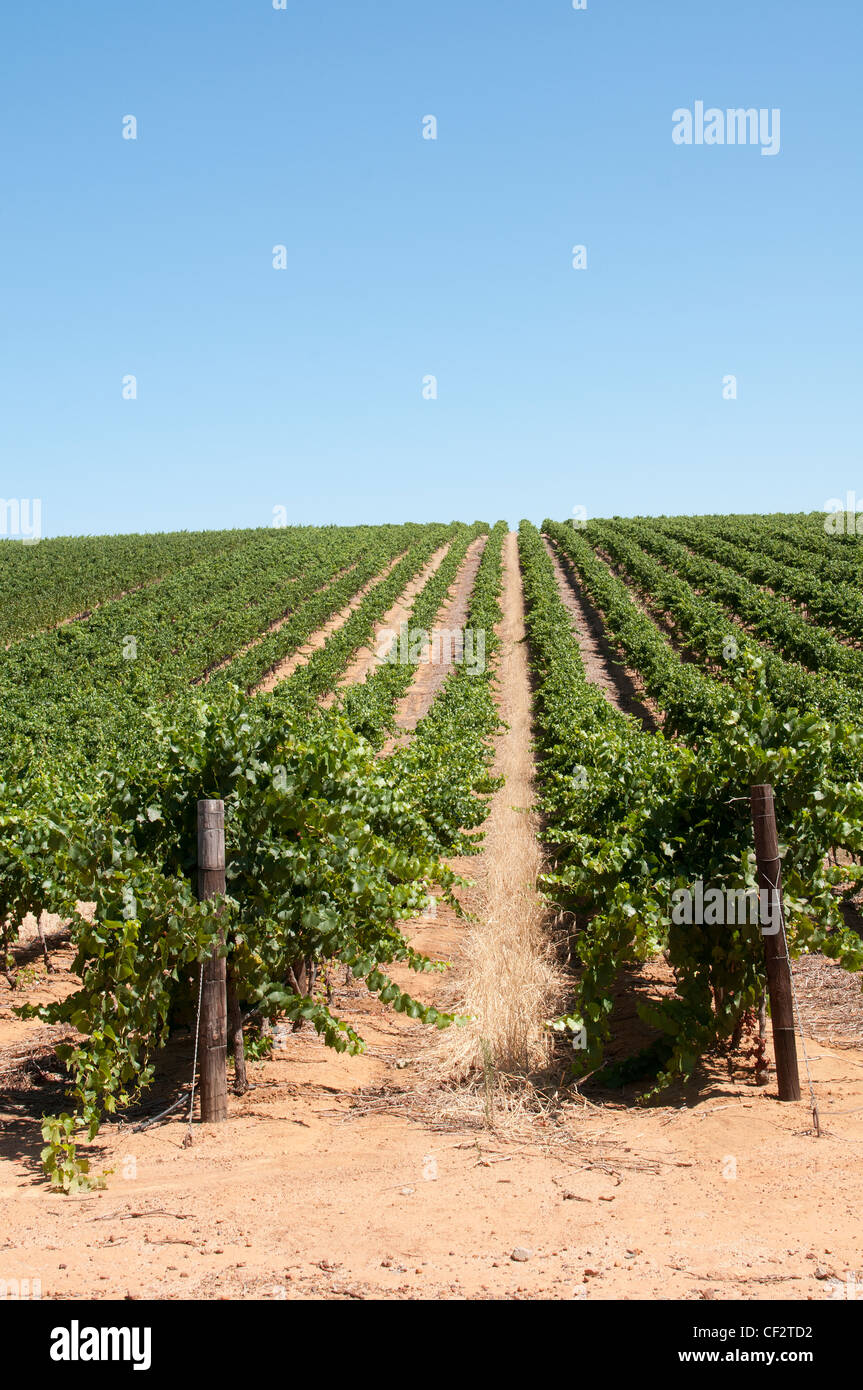 Vines growing in the sandy soil of the Western Cape South Africa Stock ...