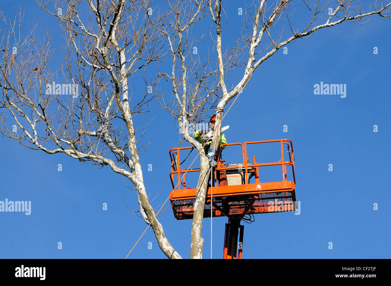Tree of lift hi-res stock photography and images - Alamy