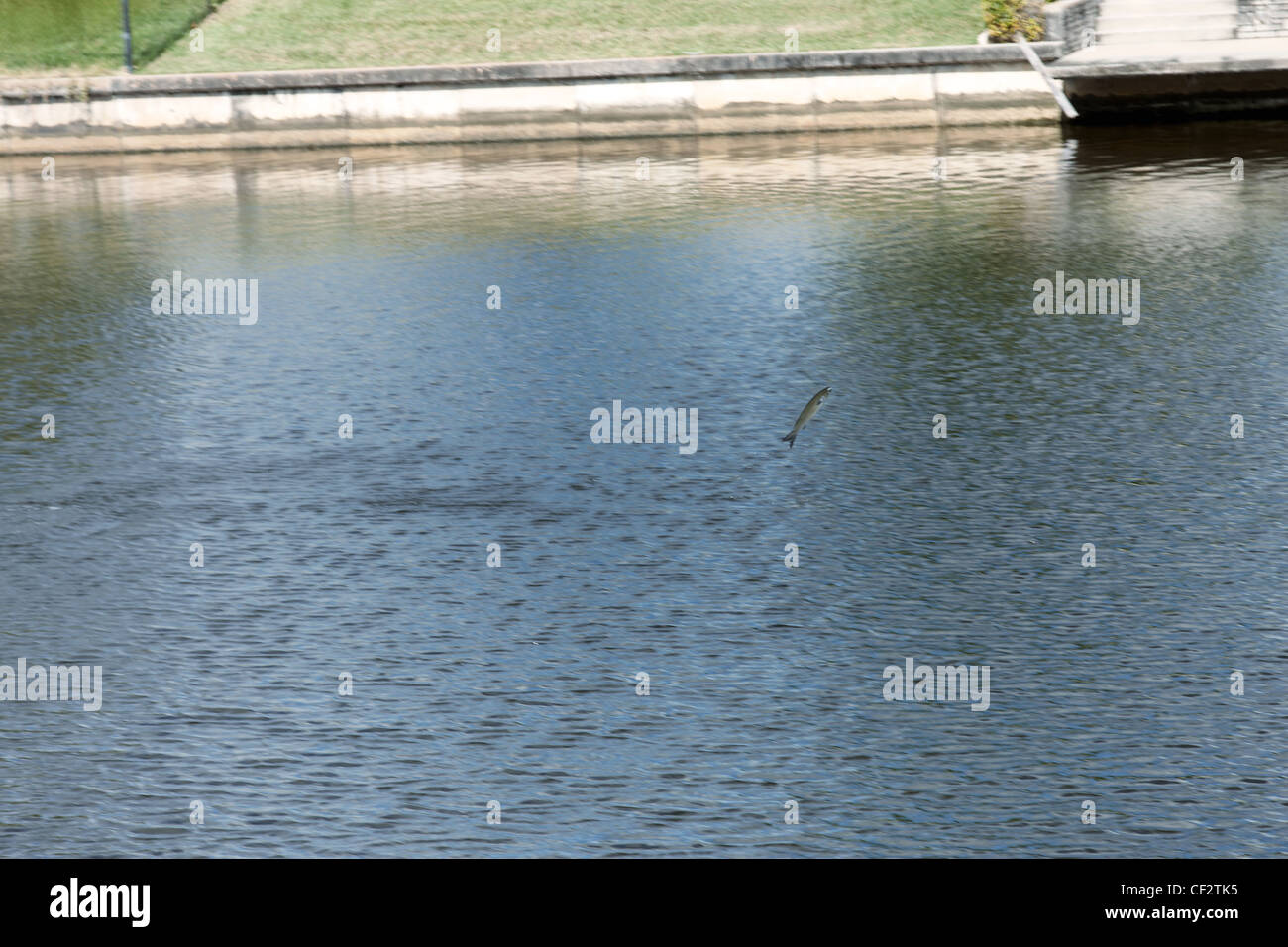 Fish jumping out of the water hi-res stock photography and images - Alamy