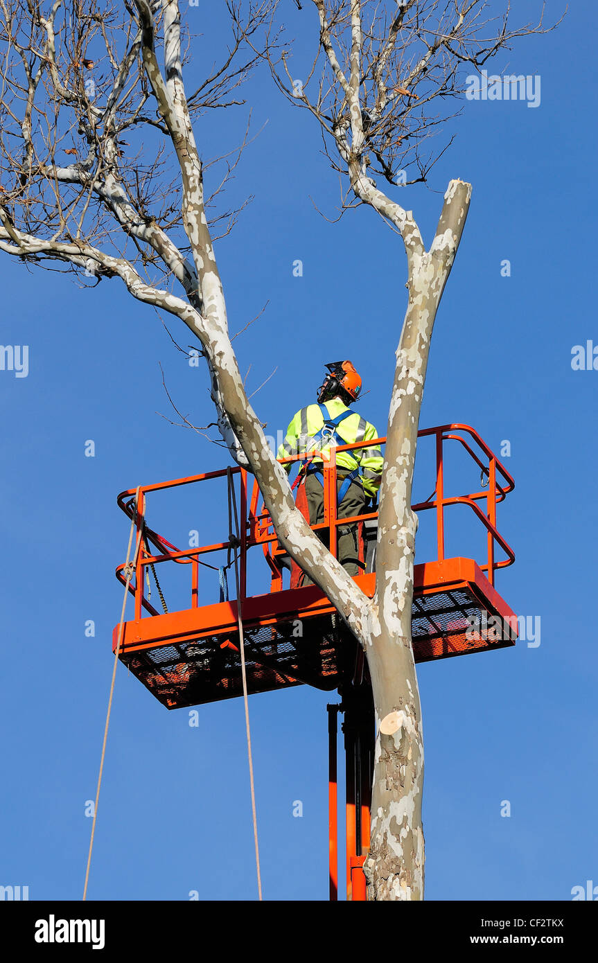 Tree service worker 100 feet in the air, meticulously cutting down ...
