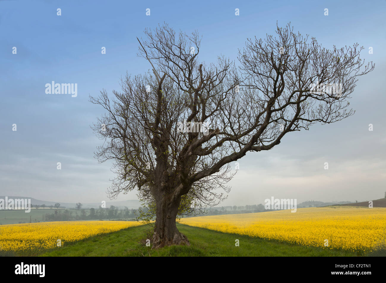 A Lone Tree On The Edge Of A Yellow Field; Northumberland England Stock ...