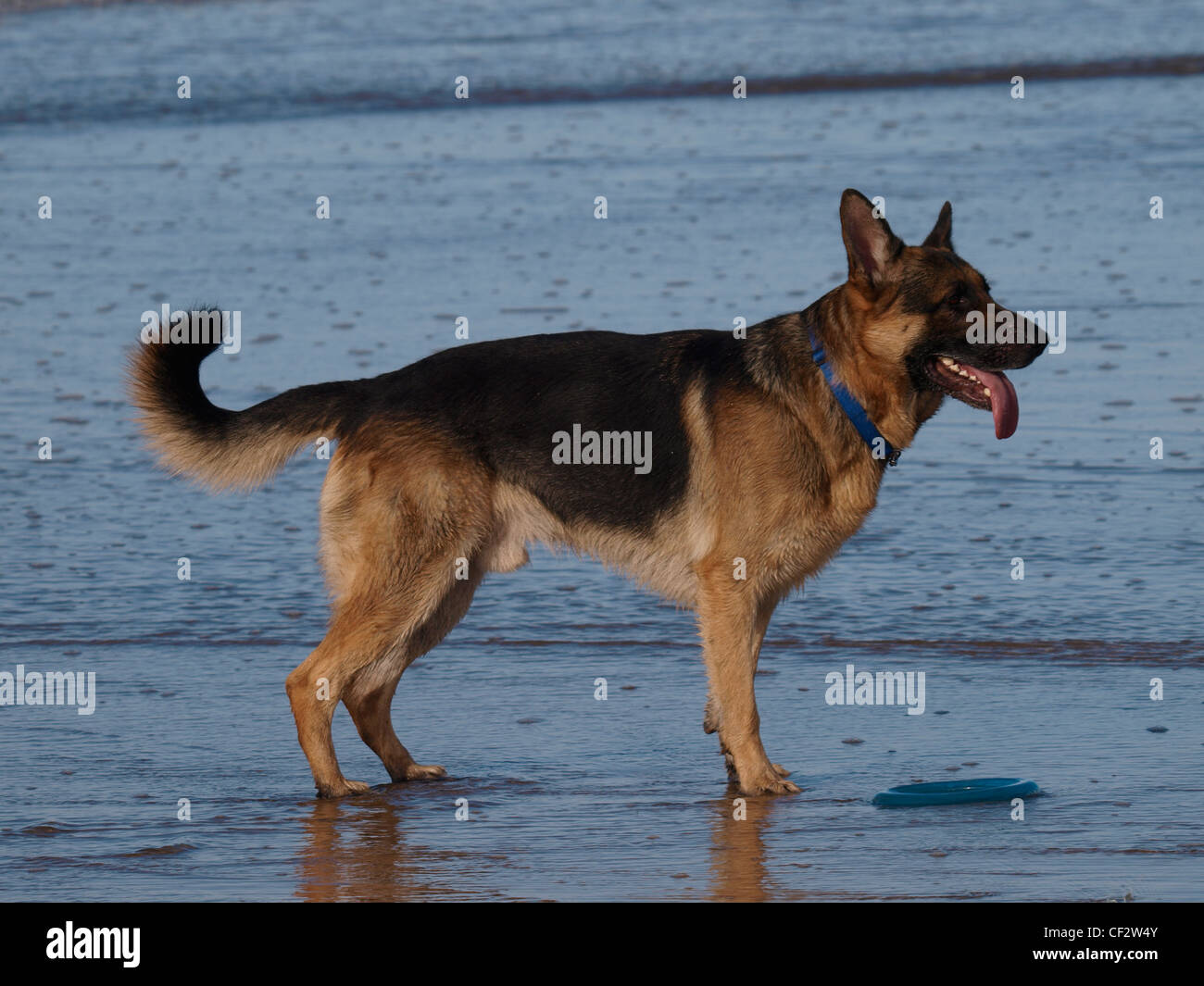 German shepherd at the beach, Cornwall, UK Stock Photo - Alamy
