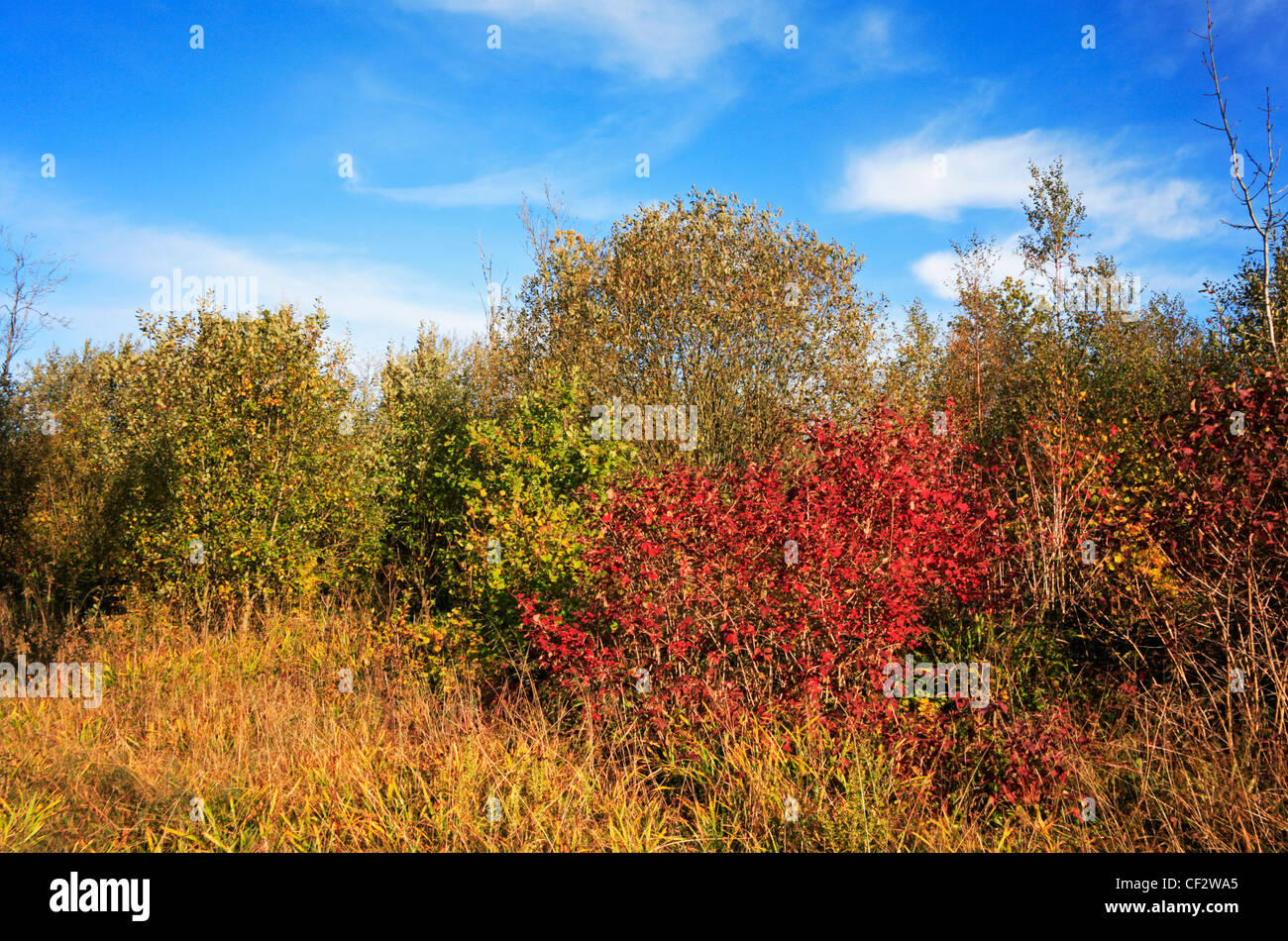A variety of trees in autumn from a footpath by Foxley Wood National ...