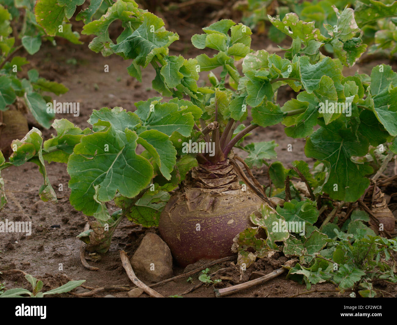 Swede growing in a farmers field, Cornwall, UK Stock Photo - Alamy