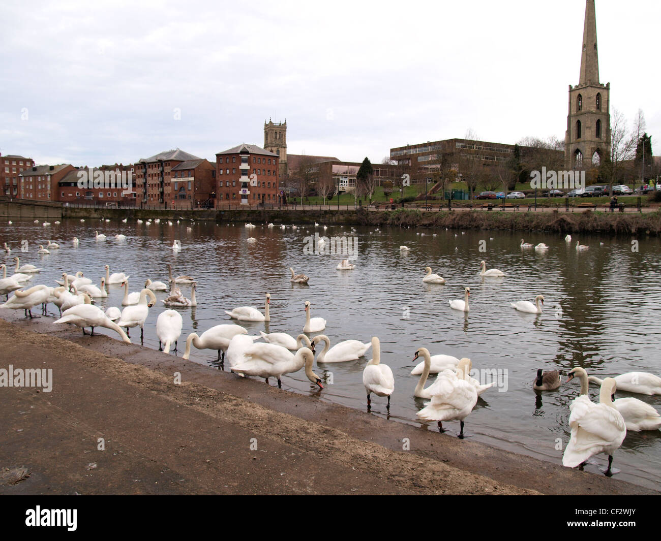 Swans, Worcester, UK Stock Photo - Alamy