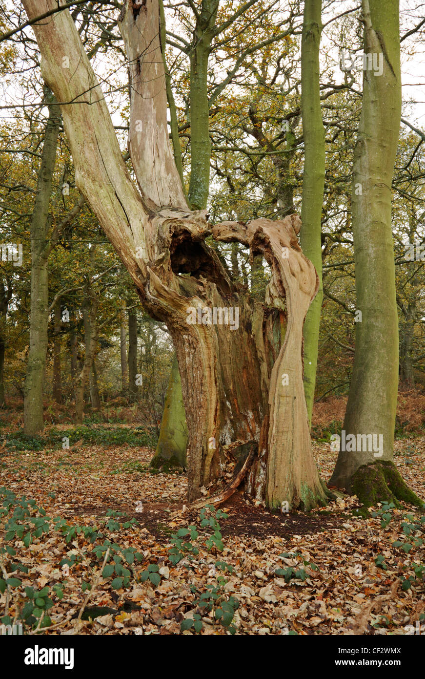 An example of an ancient oak with rotted trunk in Thursford Wood Nature ...