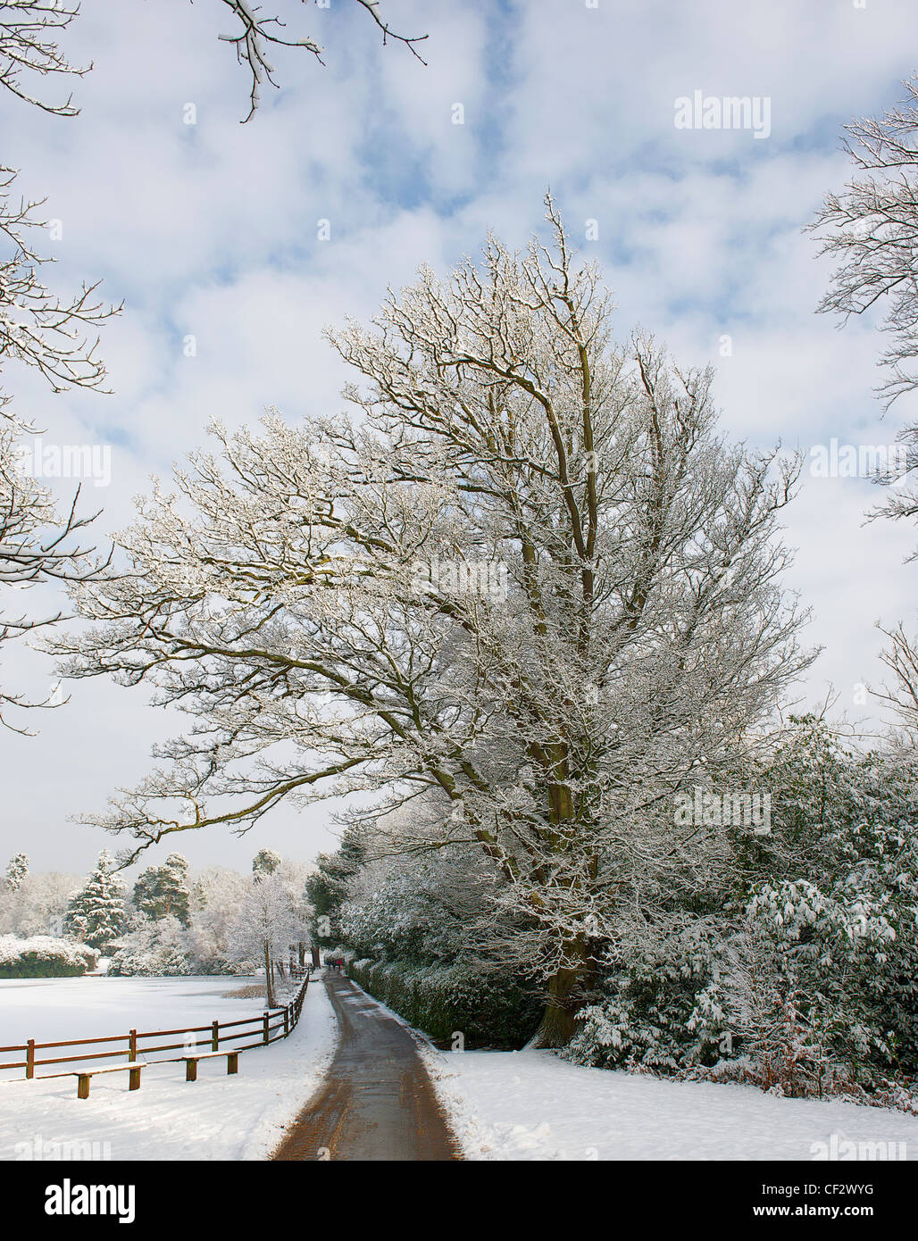 Tree in Windsor great park covered in snow Stock Photo - Alamy