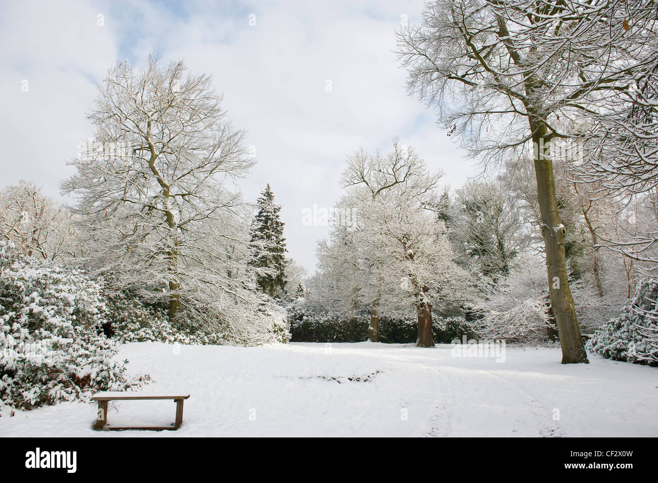 Windsor Great Park in the snow Stock Photo - Alamy