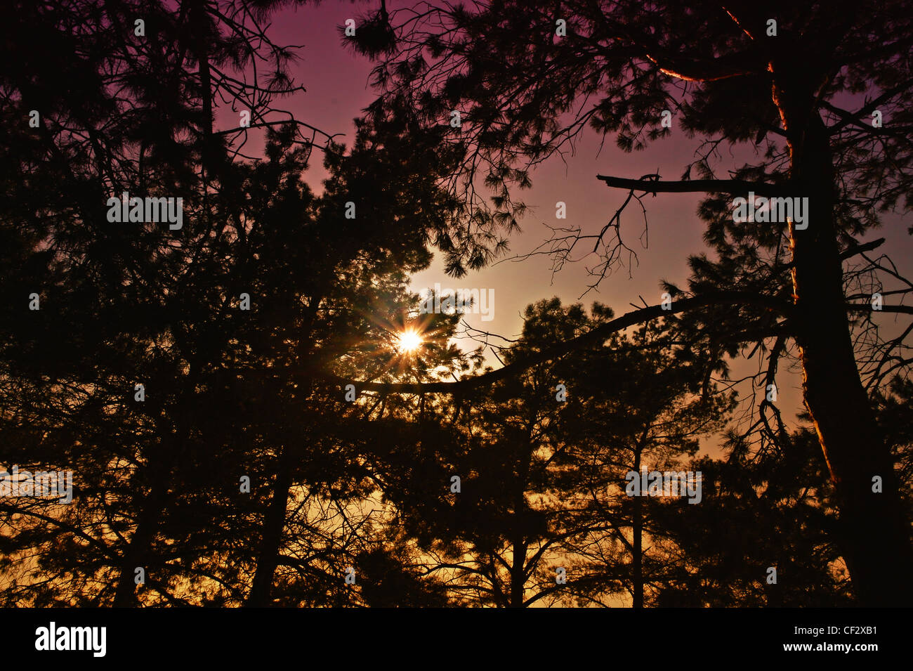 Pink sunset, ray of sun in forest Stock Photo - Alamy