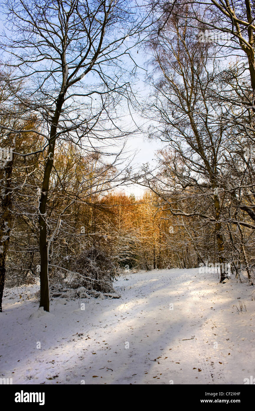 Snow covered woodland in winter Stock Photo - Alamy