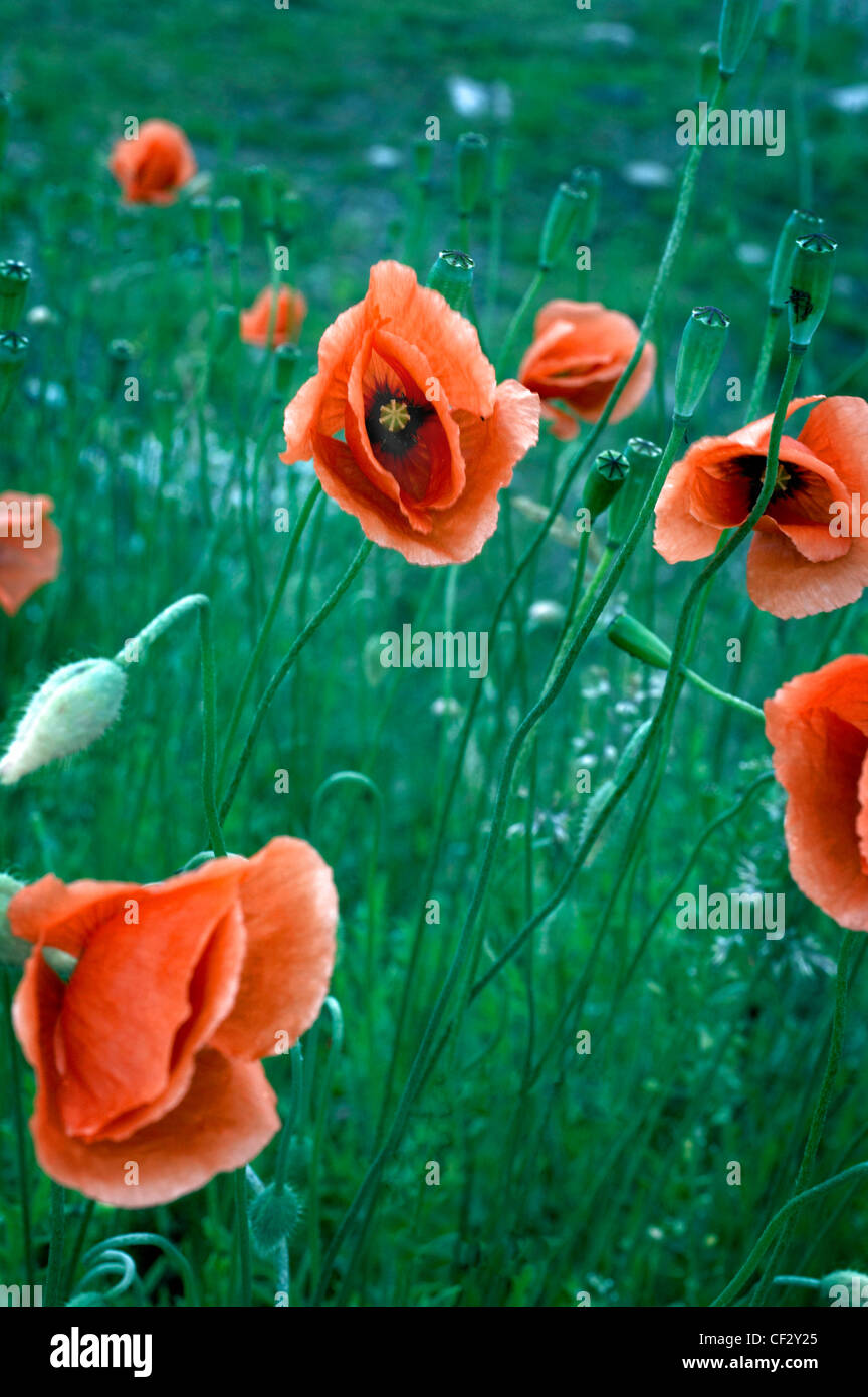 Red Poppies and pods (Papaver rhoeas Stock Photo - Alamy