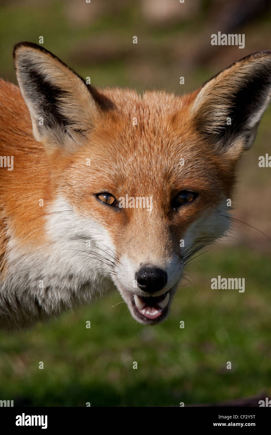Red fox vixen hi-res stock photography and images - Alamy