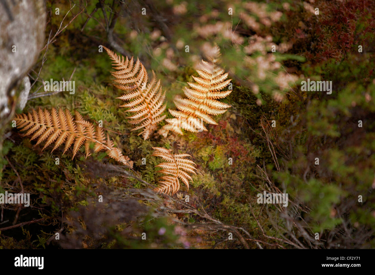 Autumn fern hi-res stock photography and images - Alamy