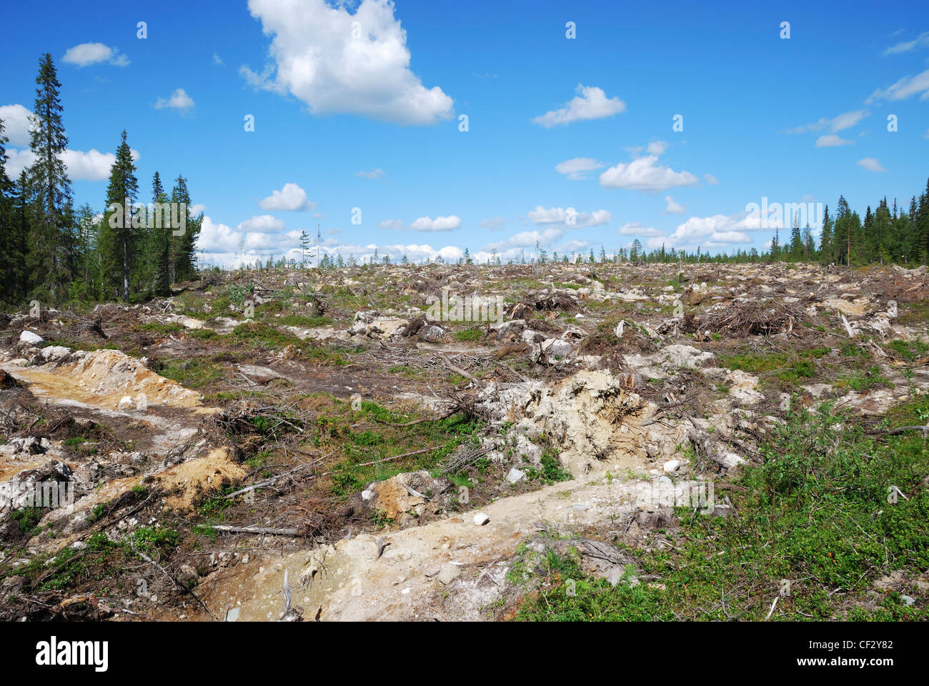 Finland deforestation hi-res stock photography and images - Alamy