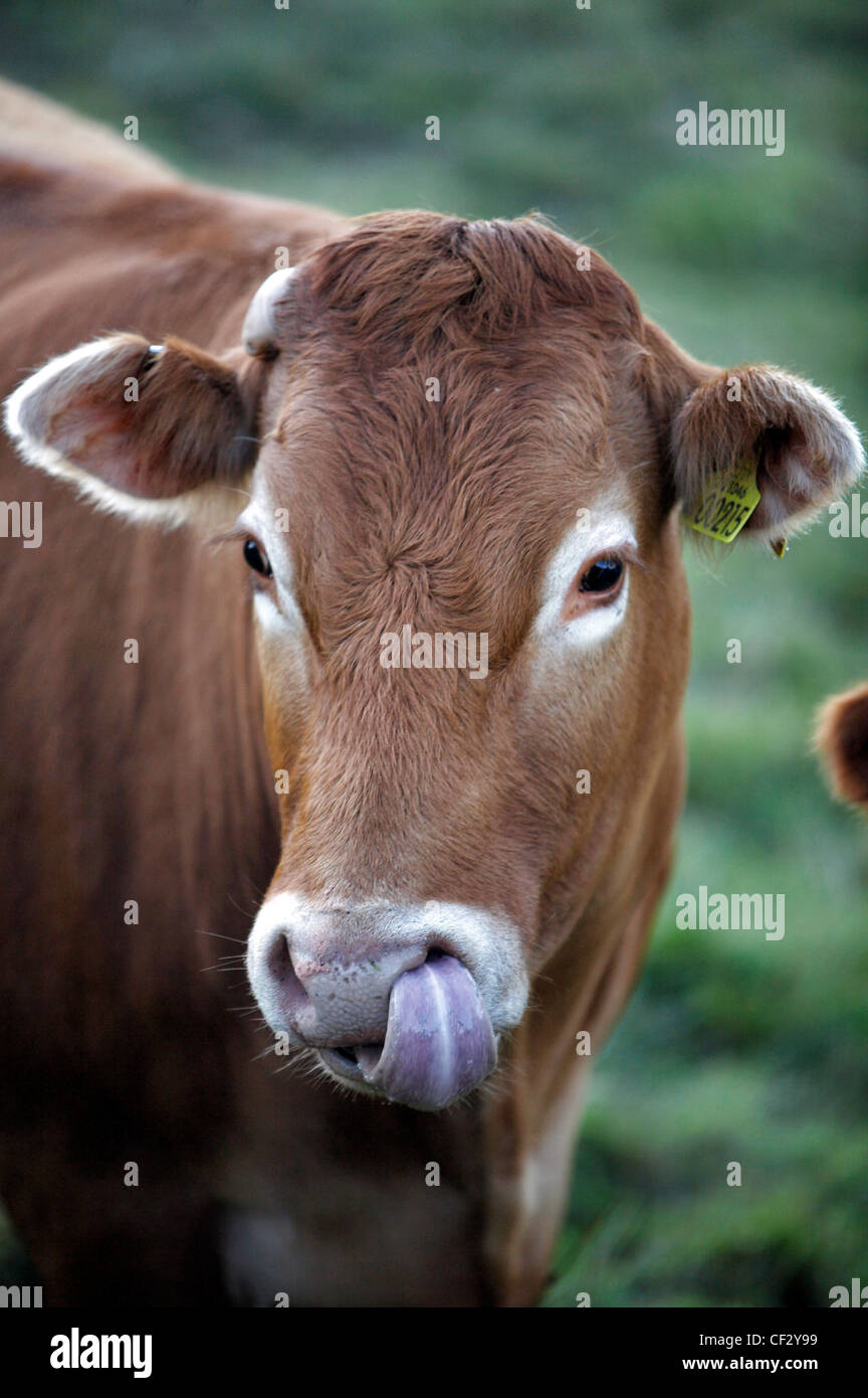 Highland cow tongue out hi-res stock photography and images - Alamy