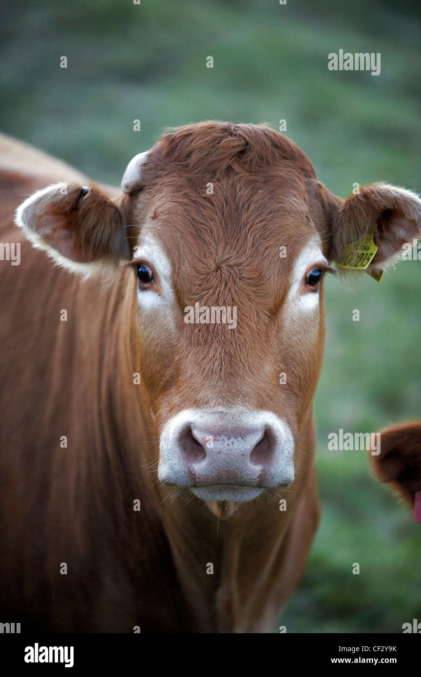 Close-up of a brown cow with a tag in its ear Stock Photo - Alamy