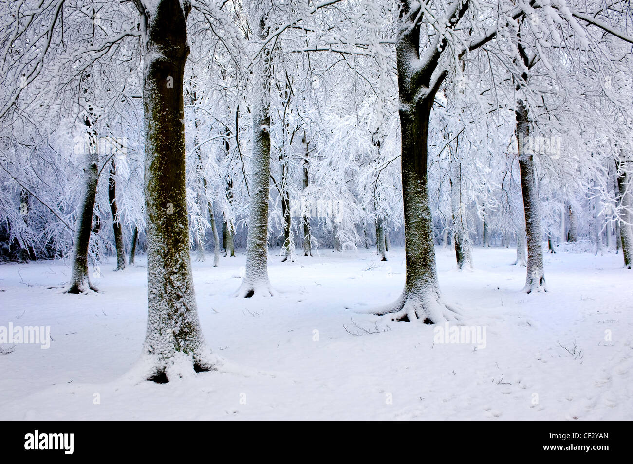 Snow covered woodland Stock Photo - Alamy