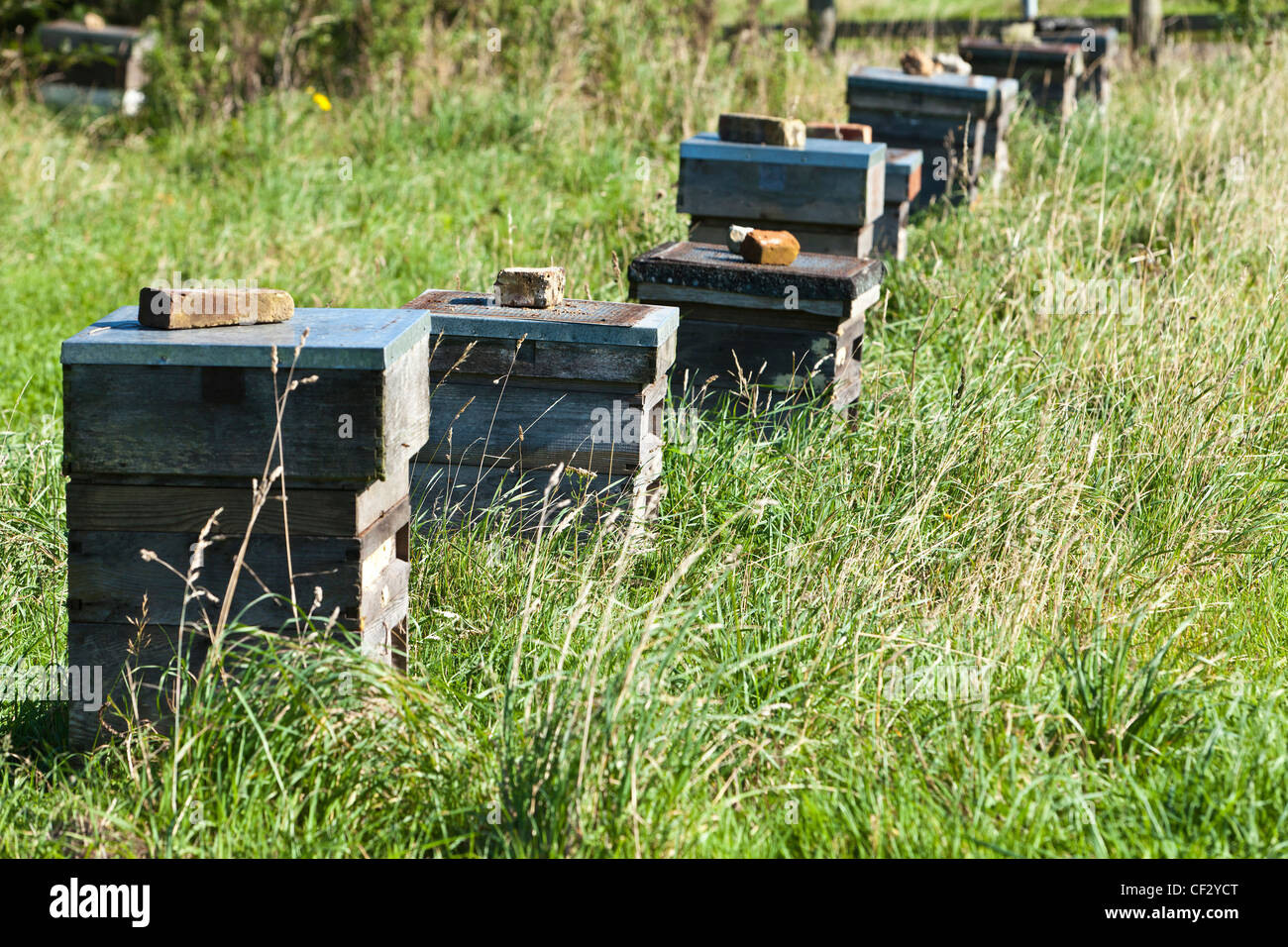 A view along a series of apiary's in a field Stock Photo - Alamy