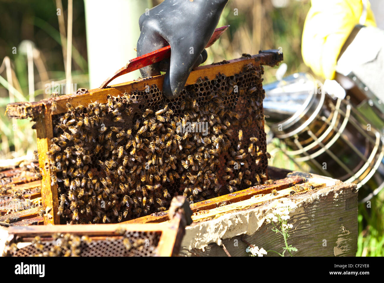 White hive hi-res stock photography and images - Alamy