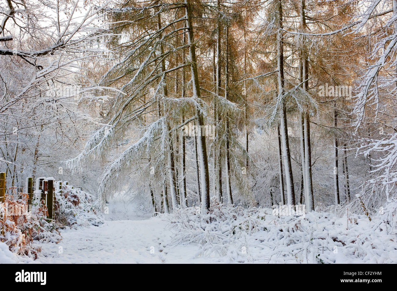 Heavy snowfall in a woodland Stock Photo - Alamy