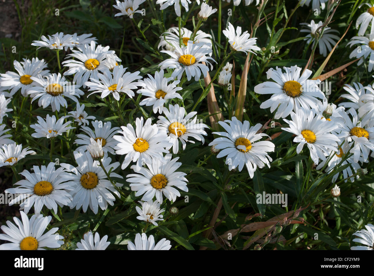 Lawn daises hi-res stock photography and images - Alamy