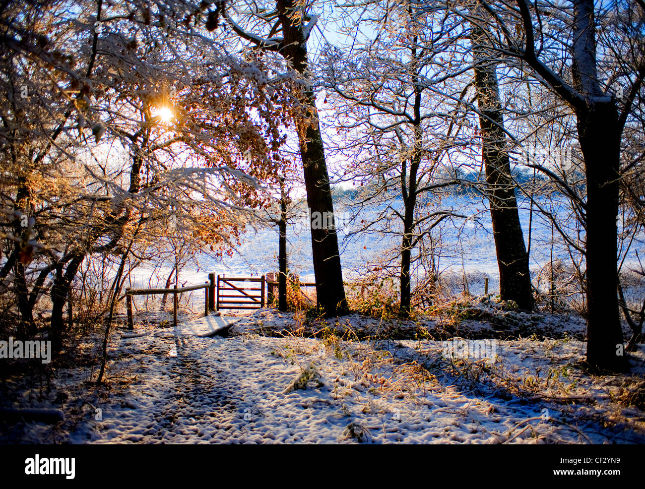 Heavy snowfall in a woodland Stock Photo - Alamy