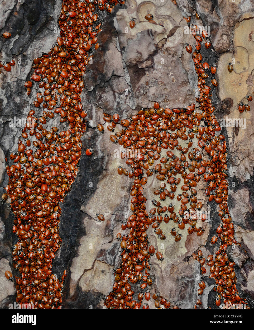 Adult stage Ladybugs winter in clusters on the south side of trees or ...
