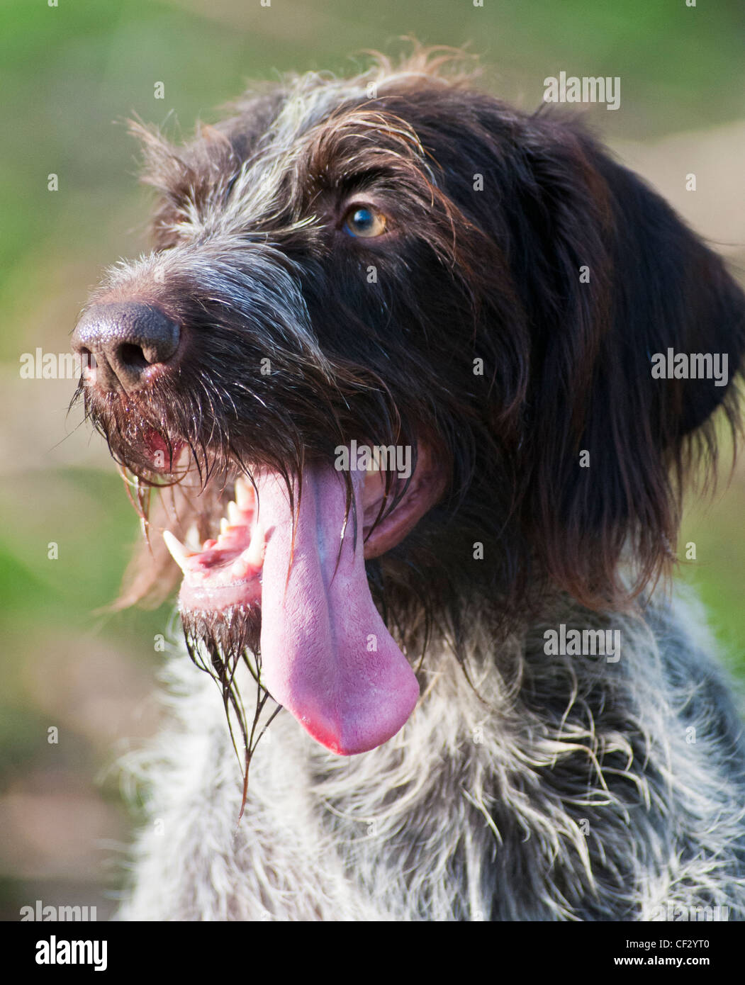 German wired haired pointer Stock Photo - Alamy