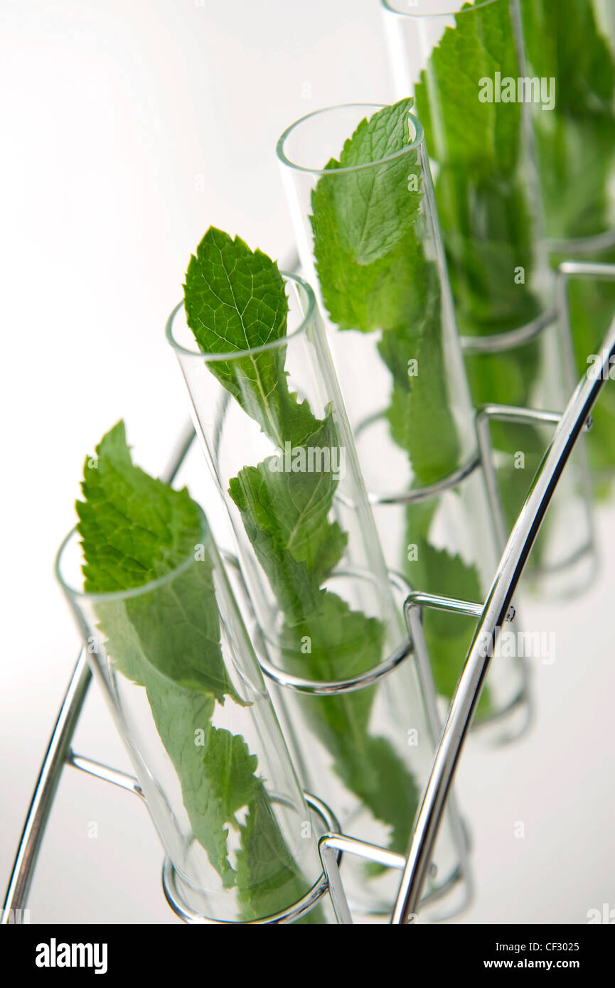 Fresh mint leaves in glass test tubes, in a chrome stand Stock Photo ...