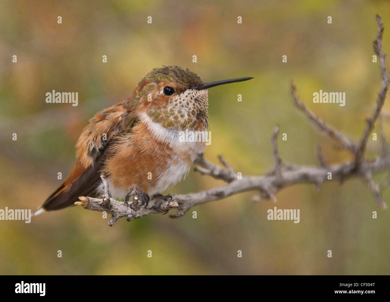 Rufous Hummingbird (Selasphorus rufus) the Sonoran Desert Museum near ...