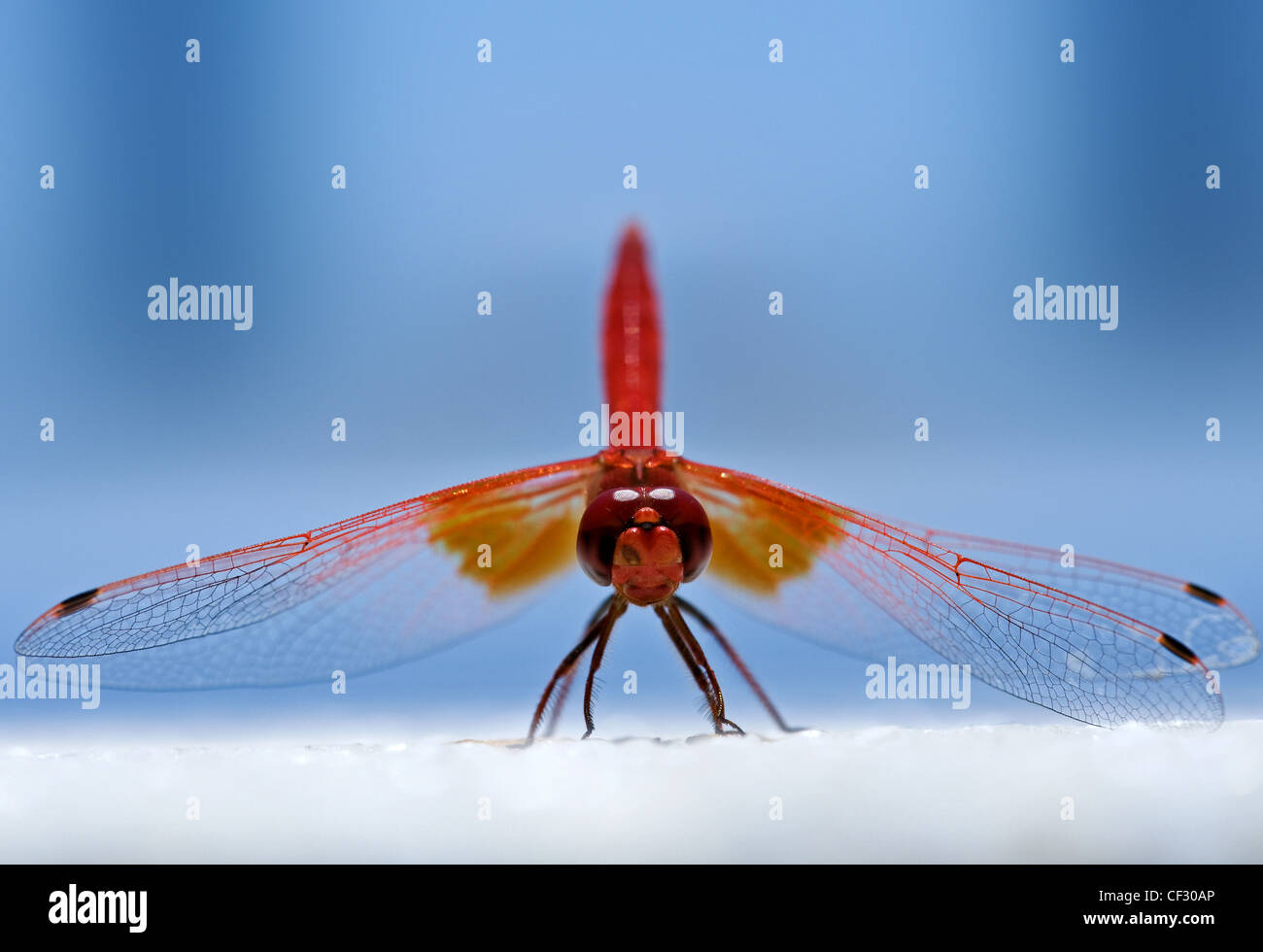Insect eyes up close hi-res stock photography and images - Alamy