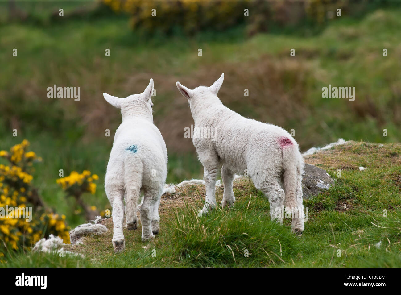 Rear View Of Two Lambs Looking Out Over A Cliff; Northumberland England ...