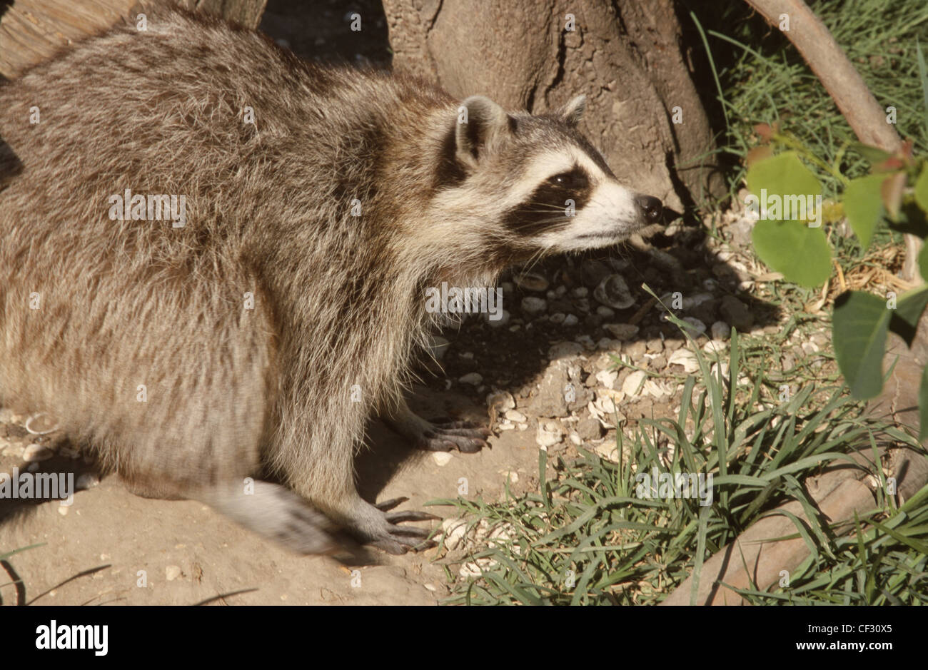 Raccoon swamp hi-res stock photography and images - Alamy
