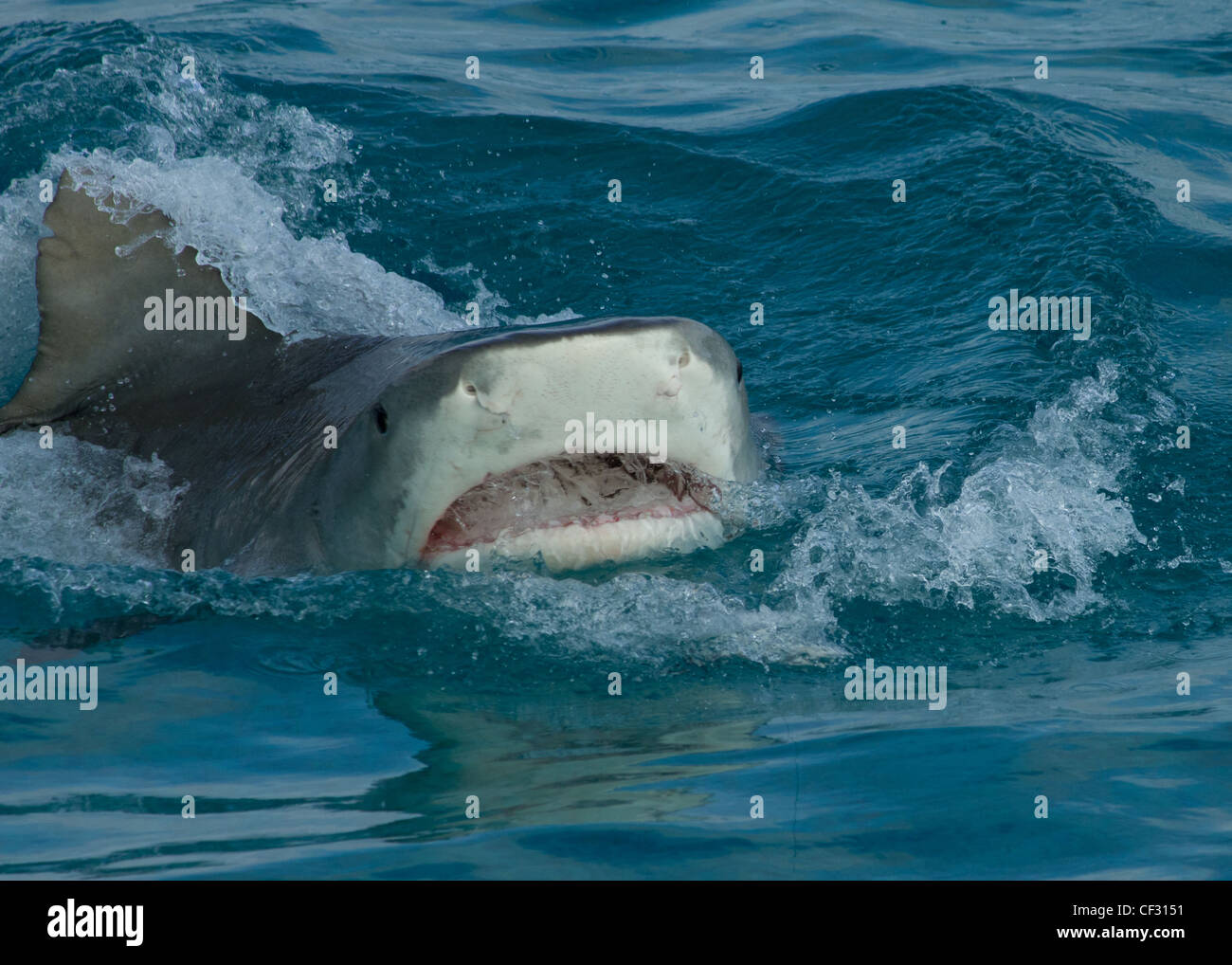 Tiger Shark at the Surface Stock Photo - Alamy