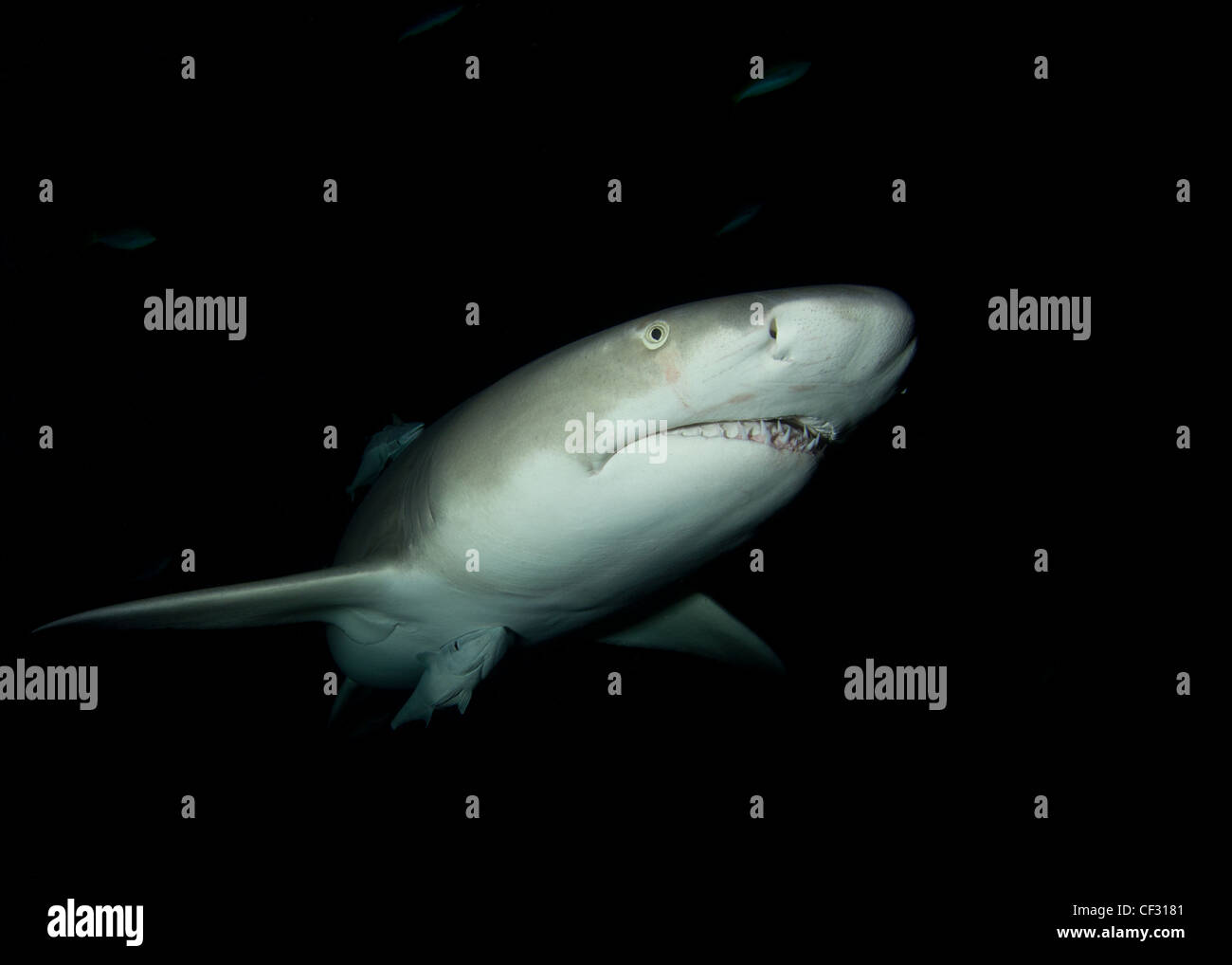 Lemon Shark at Night Stock Photo - Alamy