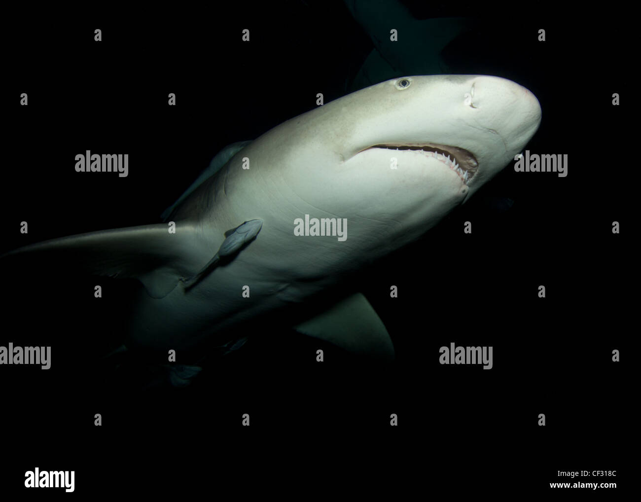 Lemon Shark at Night Stock Photo - Alamy