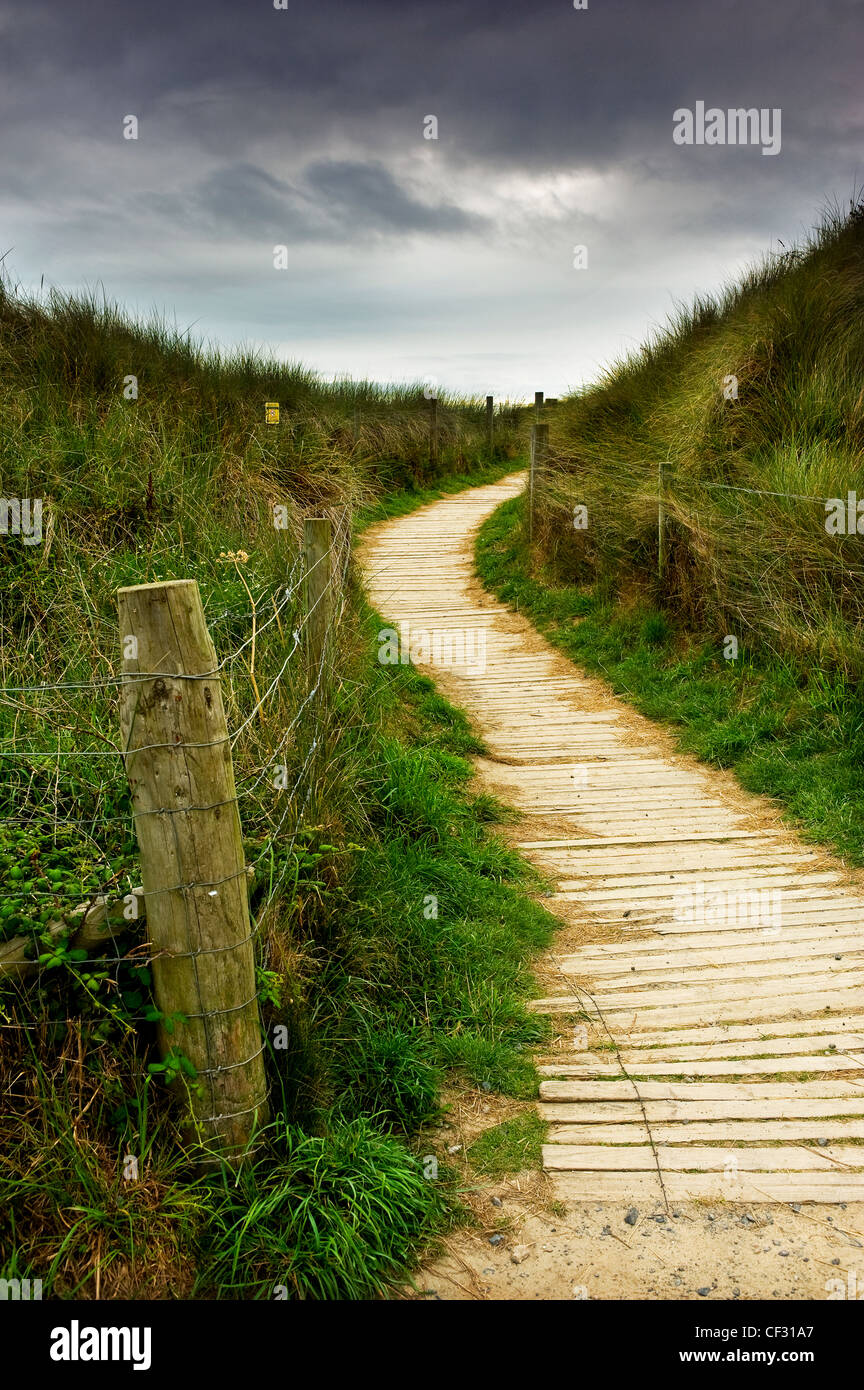 A wooden walkway through sand dunes covered with Marram Grass in ...