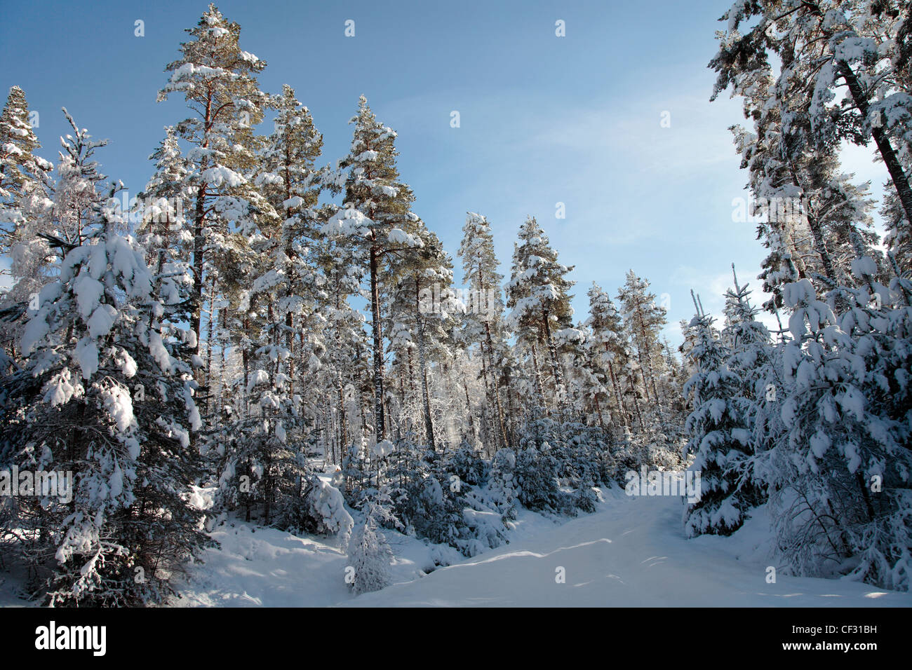 Snow laden pine trees hi-res stock photography and images - Alamy