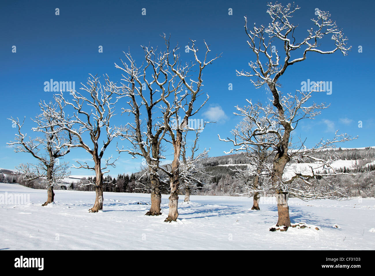 Bare winter trees laden with snow Stock Photo - Alamy