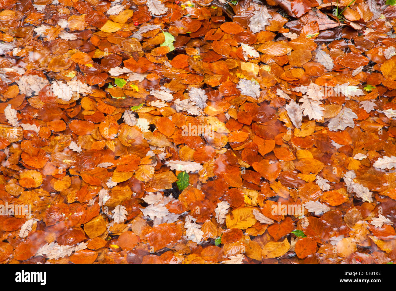 Fall foliage ireland hi-res stock photography and images - Alamy